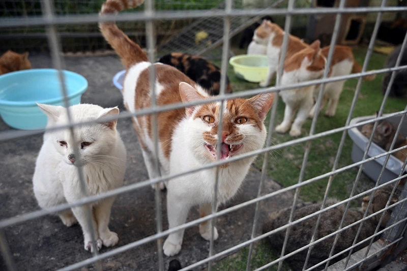 Cats Of Oceanside Works To Help Local Cat Colonies – One America News ...